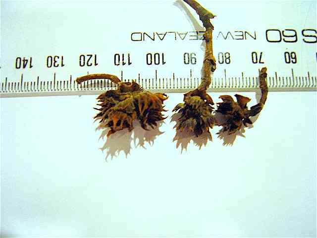 damage-late-frost2 – Hazelnut Growers' Association of New Zealand