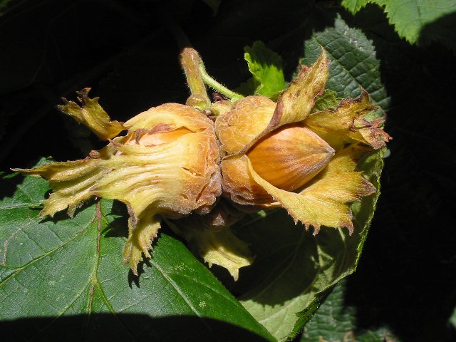 Cultivars – Hazelnut Growers' Association of New Zealand